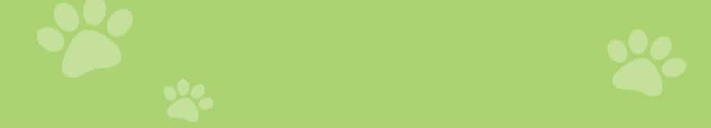 Puppy School: 13 Puppy cues our Puppies Learn