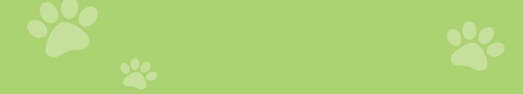 Puppy School: 13 Puppy cues our Puppies Learn