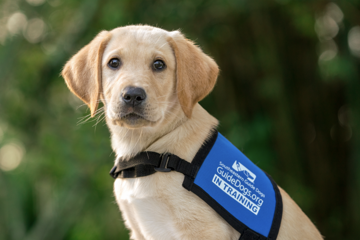 Puppies! Hug 'Em In Florida At Southeastern Guide Dogs! | atelier-yuwa ... Puppies! Hug 'Em In Florida At Southeastern Guide Dogs! | atelier-yuwa ...